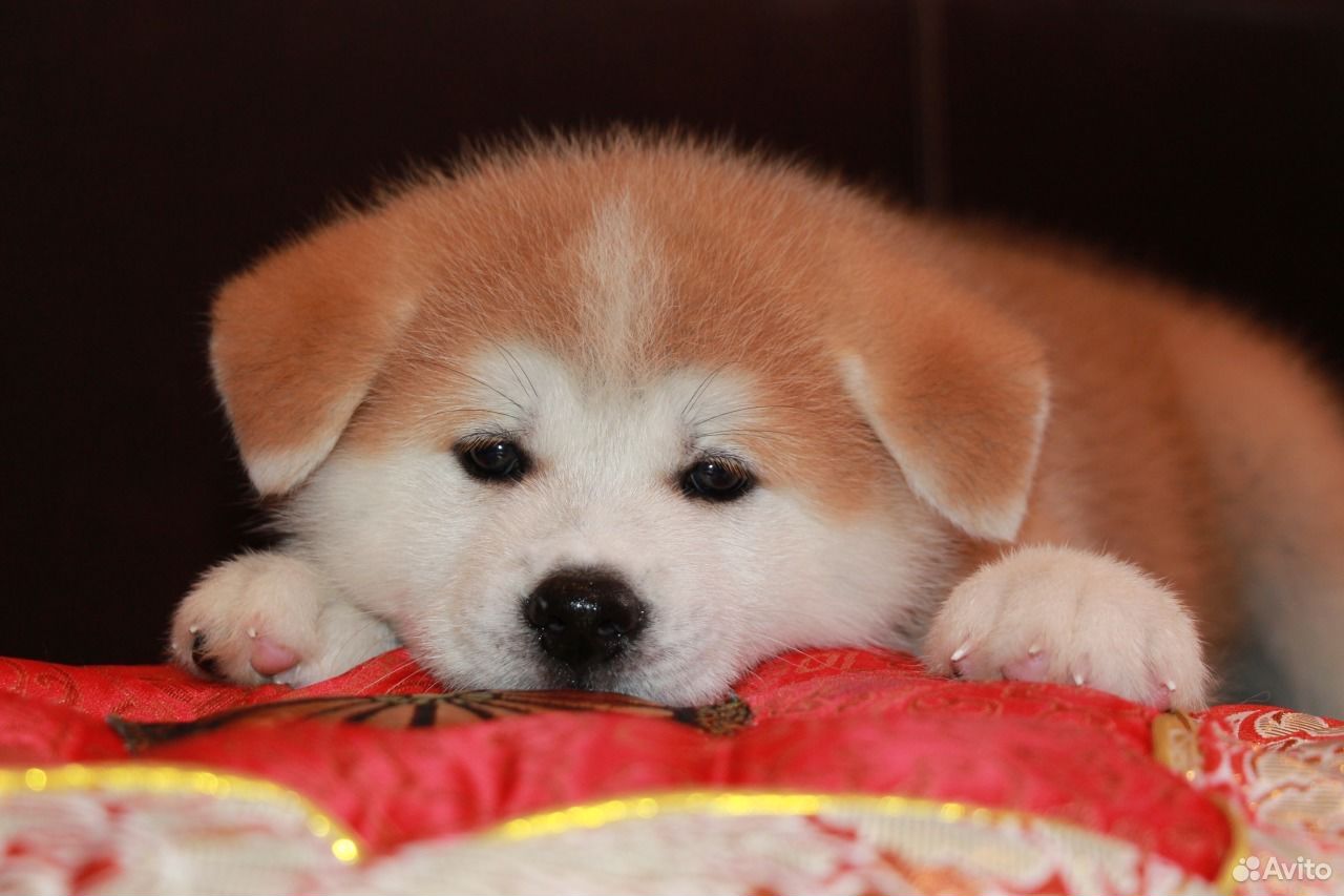 Перспективные и очень ласковые малыши Акиты