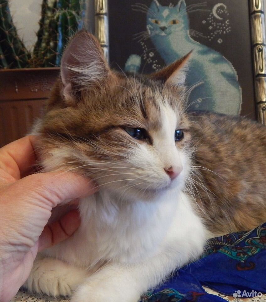 Кошка Ласка в добрые руки