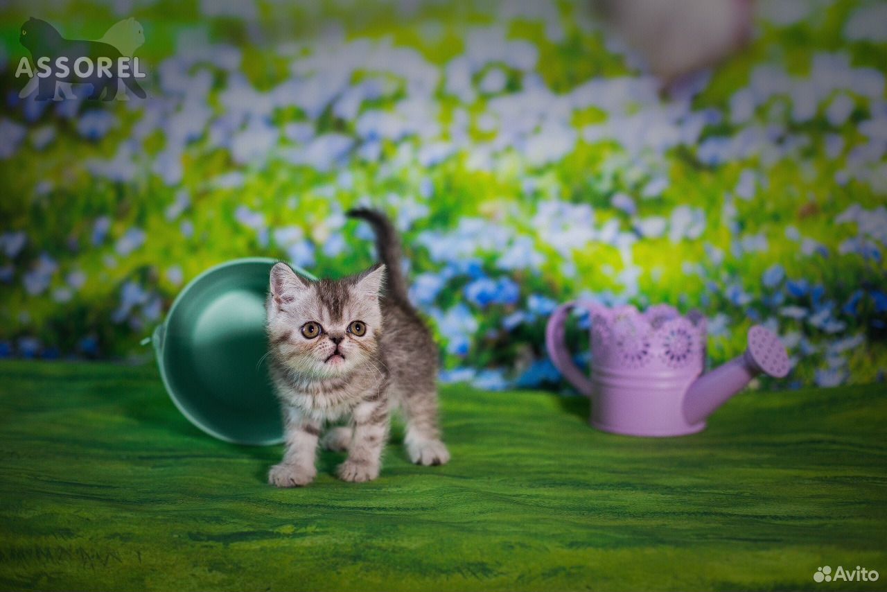 Экзот мальчик