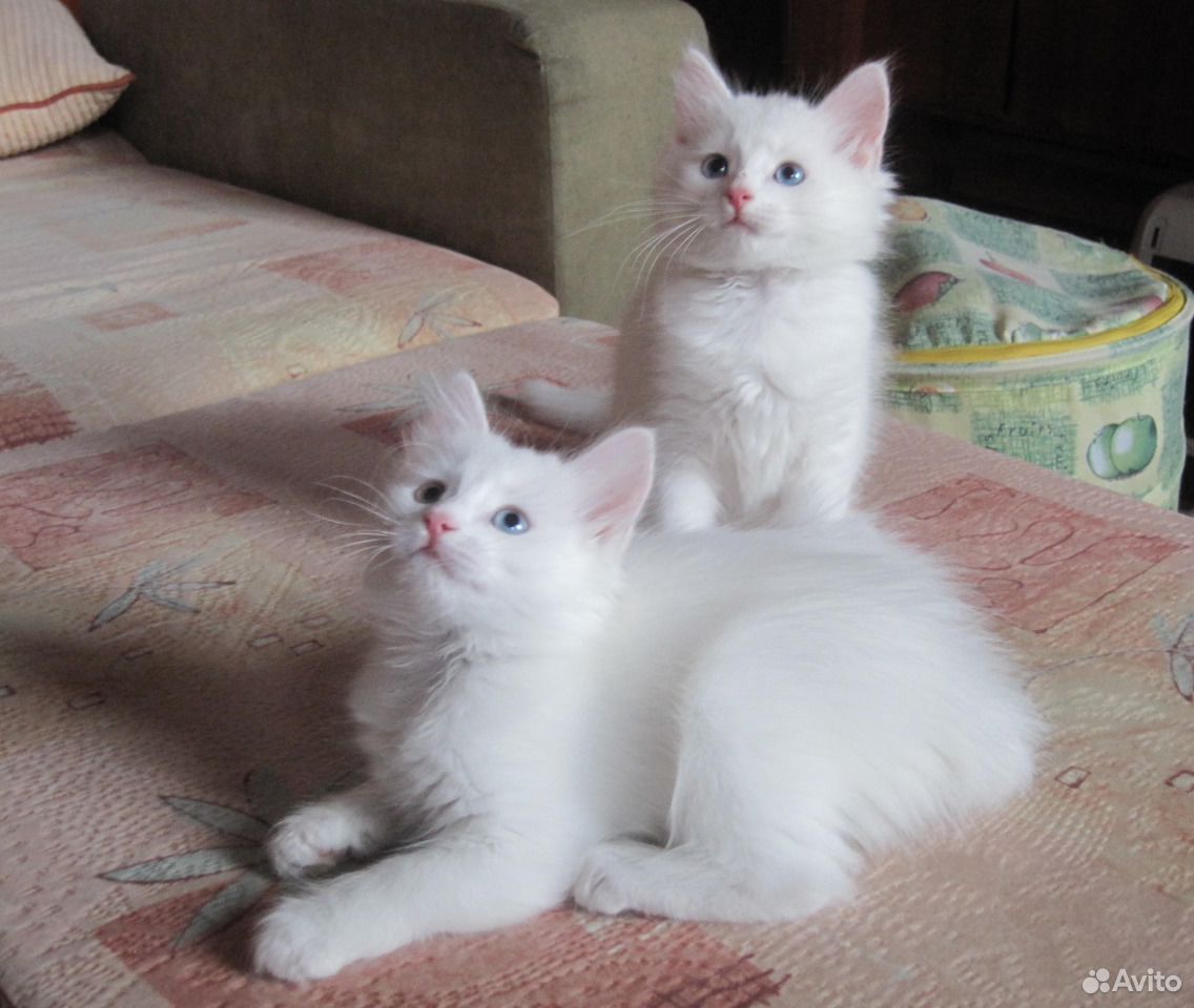 Белоснежное чудо