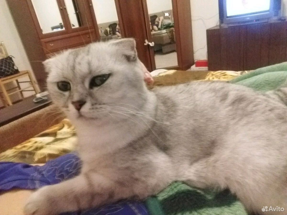 Шотландская