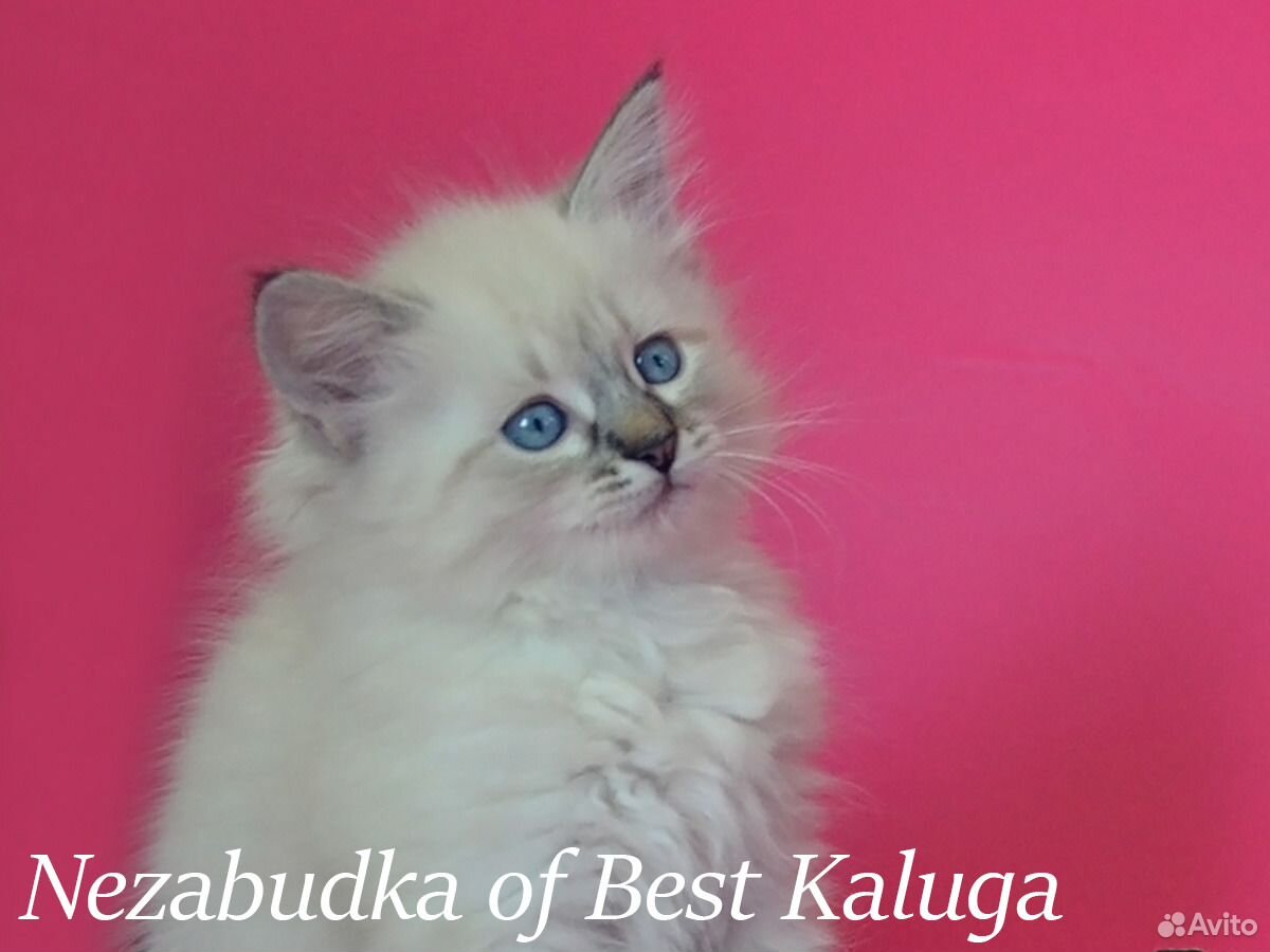 Красавица Незабудка