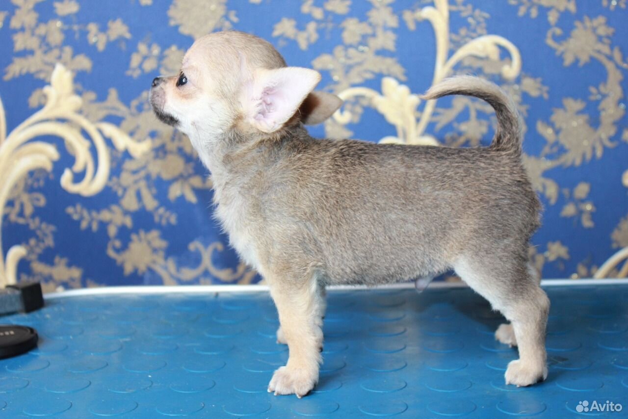 Мини чихуанчик