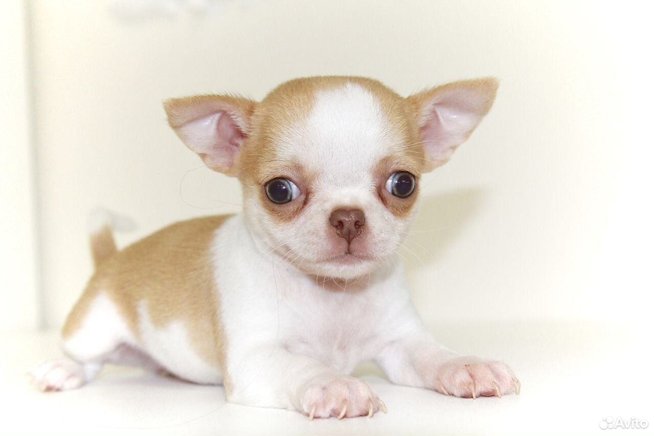 Гладкошерстный яркий мальчик