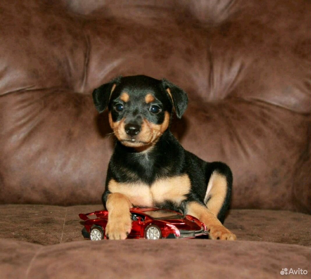 Собака Охраняка