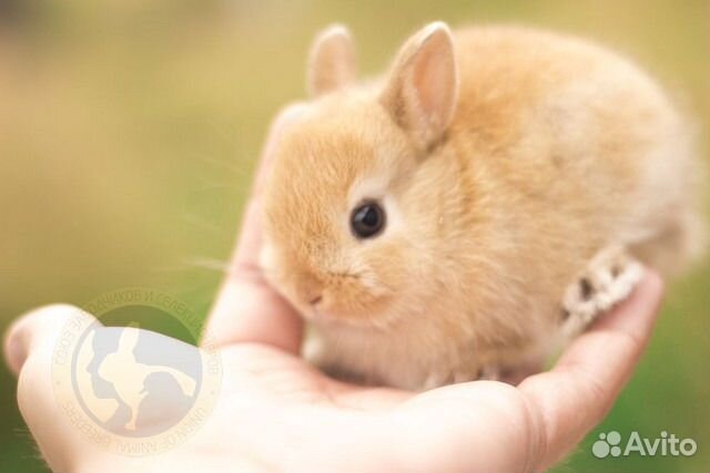 Крольчонок минор желтый - 170 грамм