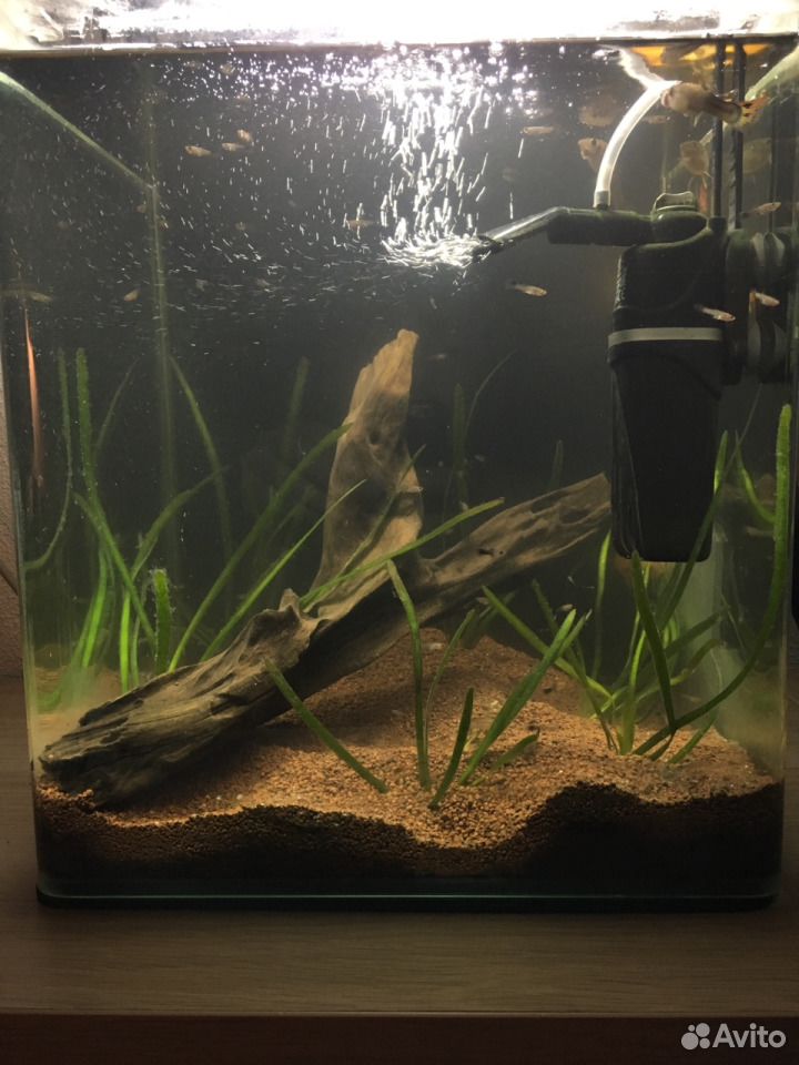 Мальки гуппи бесплатно