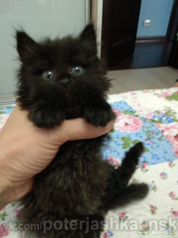 Ищем дом для шикарной котодевочки
