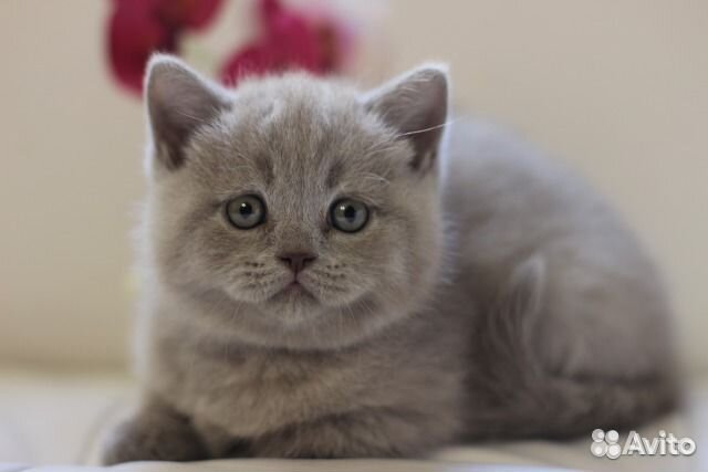 Лиловые котята Мартин и Марта