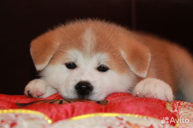 Перспективные и очень ласковые малыши Акиты