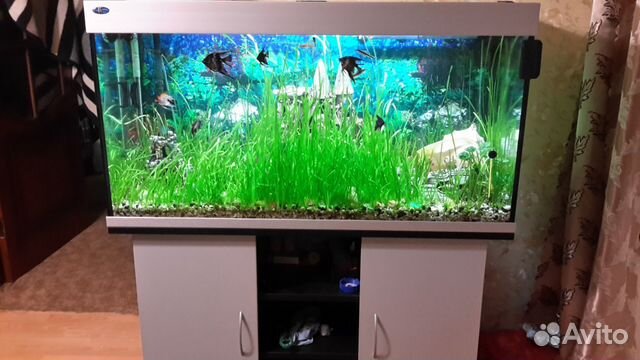 Аквариум Биодизайн Риф 300