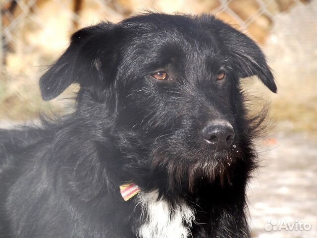 Прекрасная Жизель