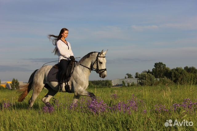 Отличный мерин в троеборье