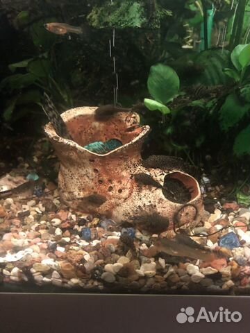 Продам мальков сомиков-анцитрусов