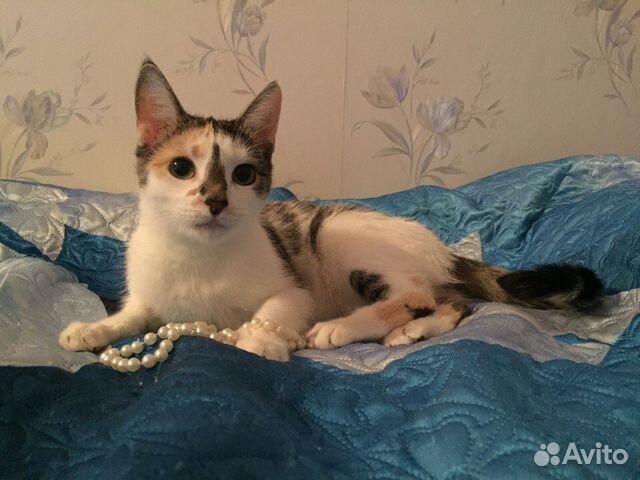 Грациозная Шелби в добрые руки