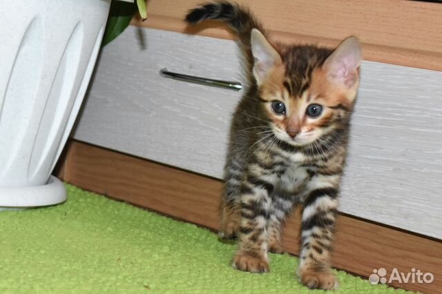 Кошка - очаровашка к 8Марта