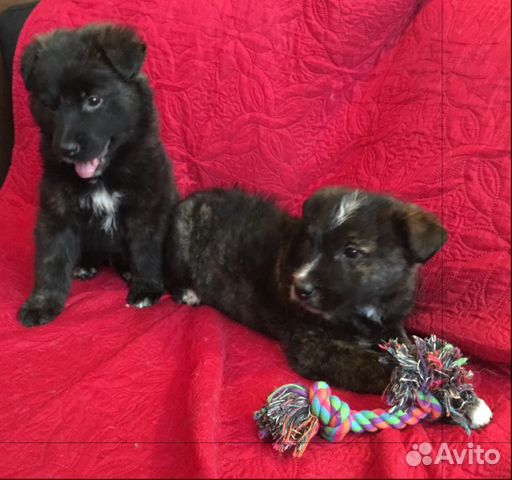 Миша и Гриша в активном поиске