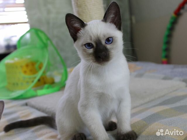 Тайские котята.Питомник