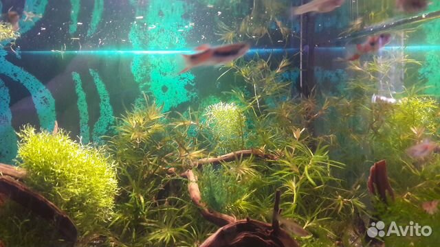 Гуппи эндлера