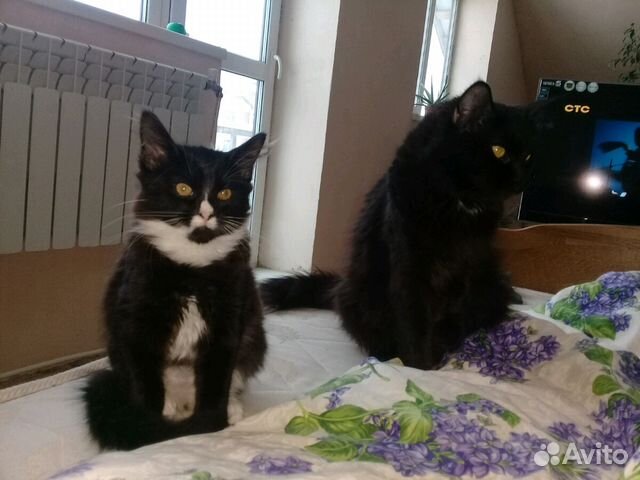 Кошку и котенка