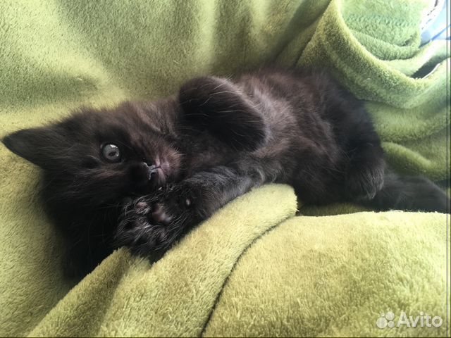 Котята Японского бобтейла. Девочки