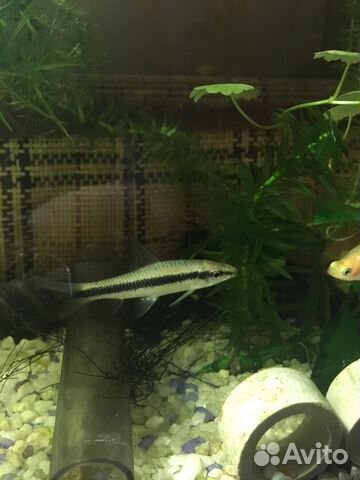 Рыбка, Сиамский водорослеед