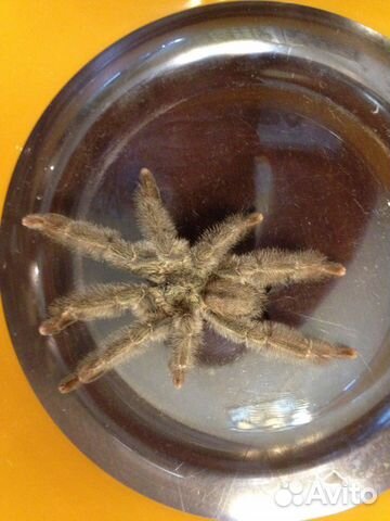 Паук Птицеед + Террариум