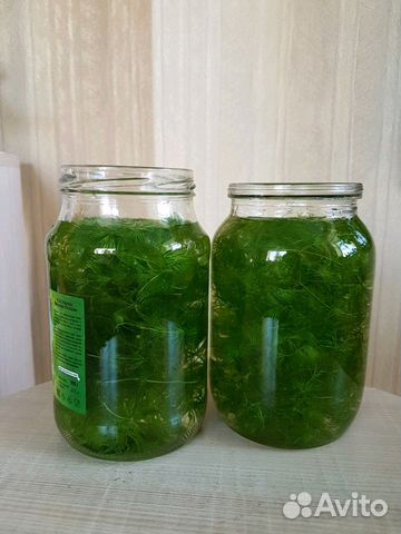 Роголистник