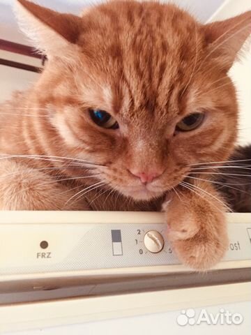 Кот Илюша