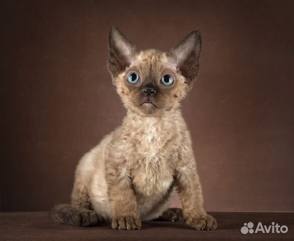 Голубоглазый Мишутка