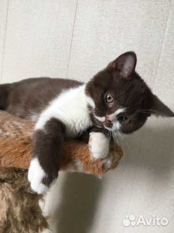 Котик британский
