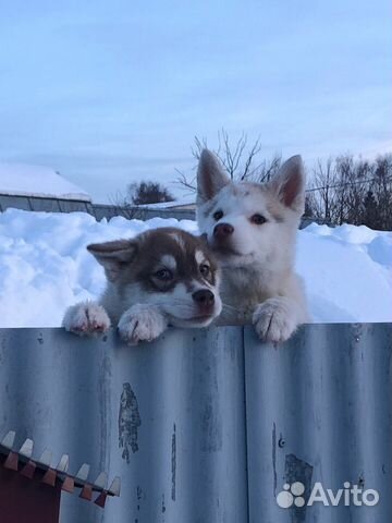 Щенки Сибирский хаски