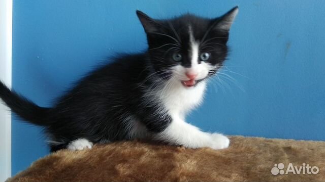 Девочки припевочки ждут Вас