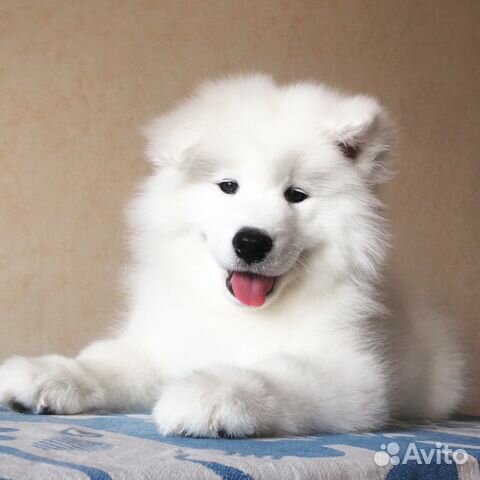 Малыши самоеда