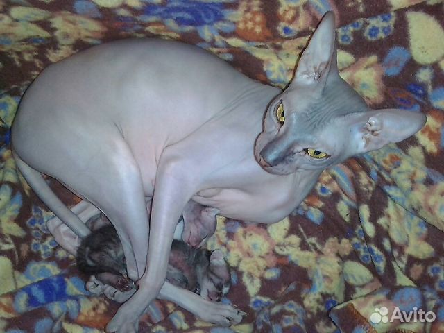 Продам кошку Канадский Сфинкс
