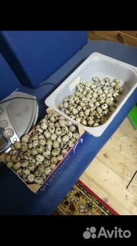 Яйца домашние. Куриные, перепелиные, гусиные