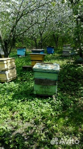 Пасека(ульи с пчелами)