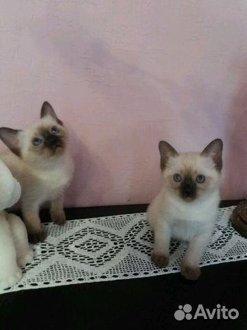 Котята меконгского бобтейла