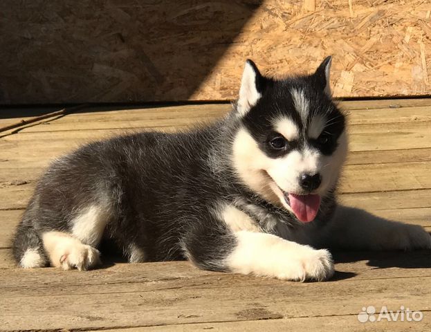 Сибирская хаски