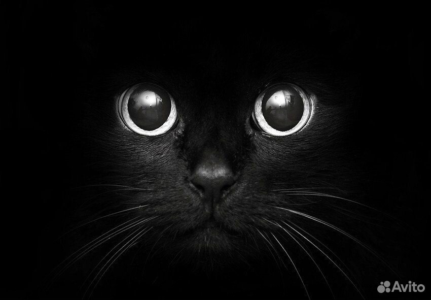 Черные кошки, коты и котята (коттэ)