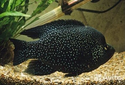 Паратиляпия звёздчатая поллени