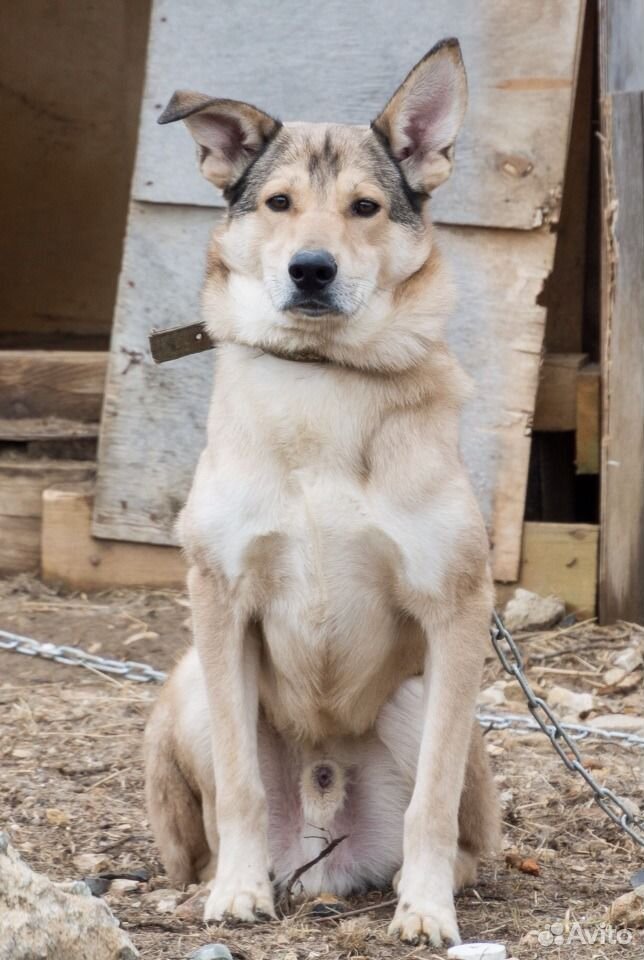 Шарик ищет дом