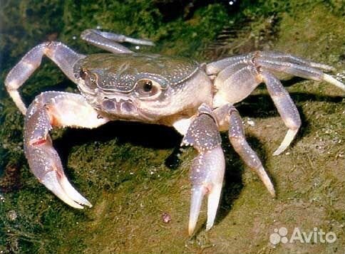 Краб пресноводный-Потамон. Опт, розница