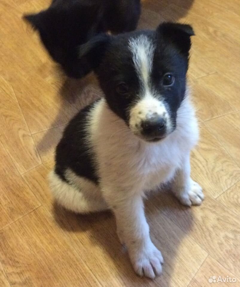 Щенки компаньоны и охранники. от 2-х месяцев