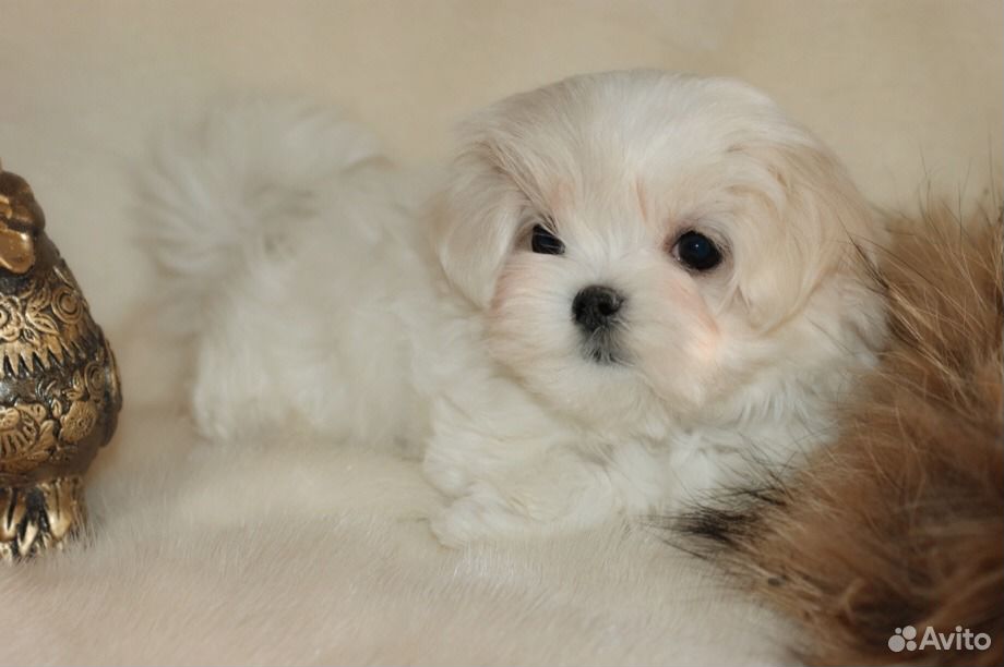 Кукольная девочка Мальтезе