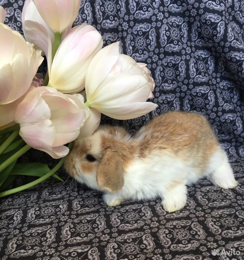 Плюшевая прелесть