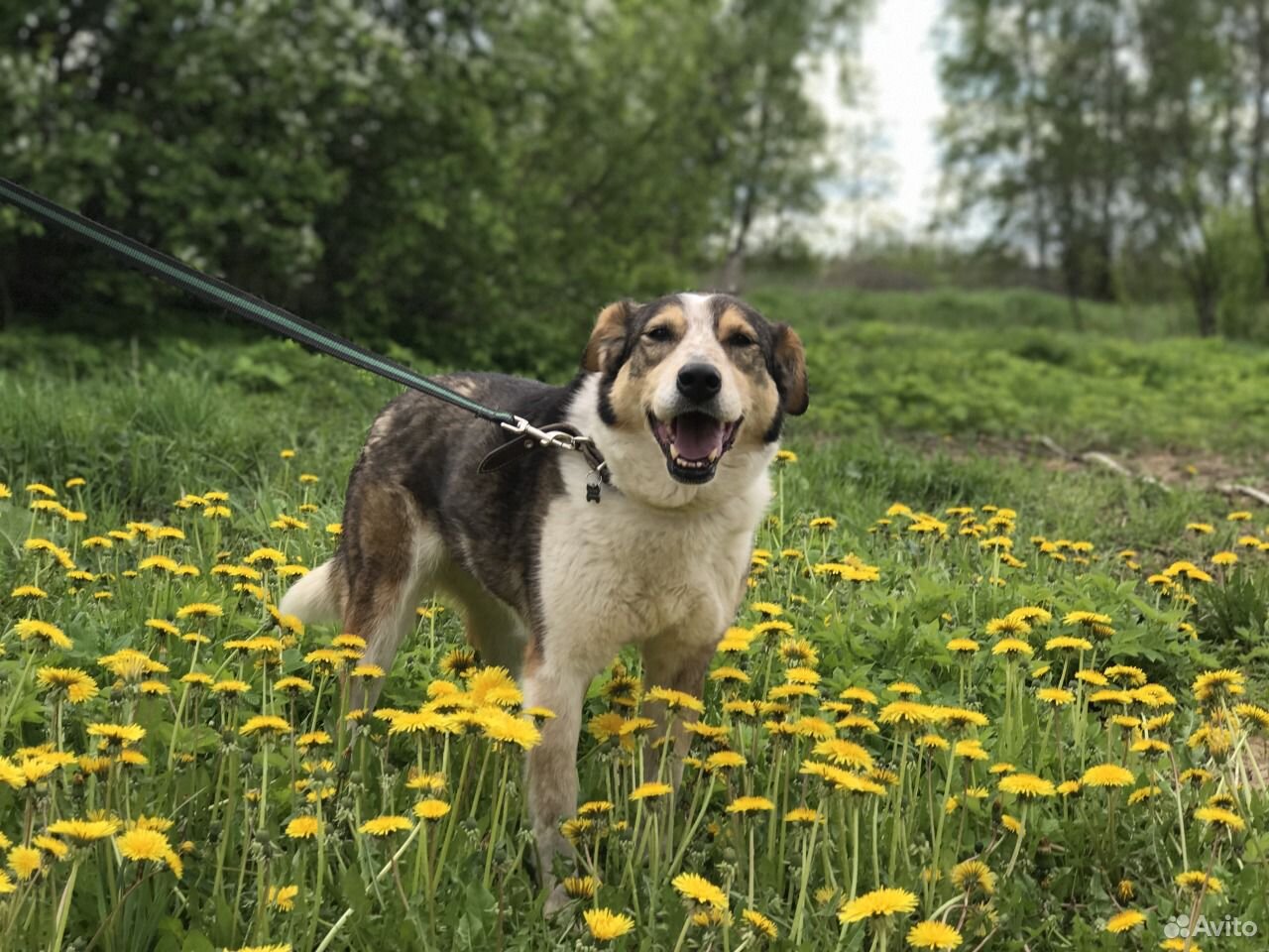 Старушка Васса ищет дом