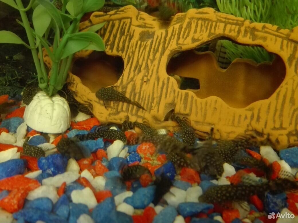 Анциструс - сомик присоска