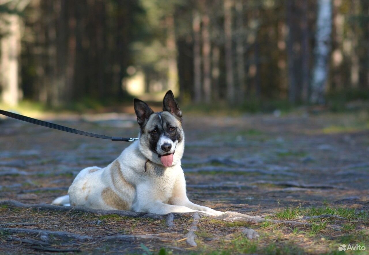 Красавица Анфиса в добрые руки