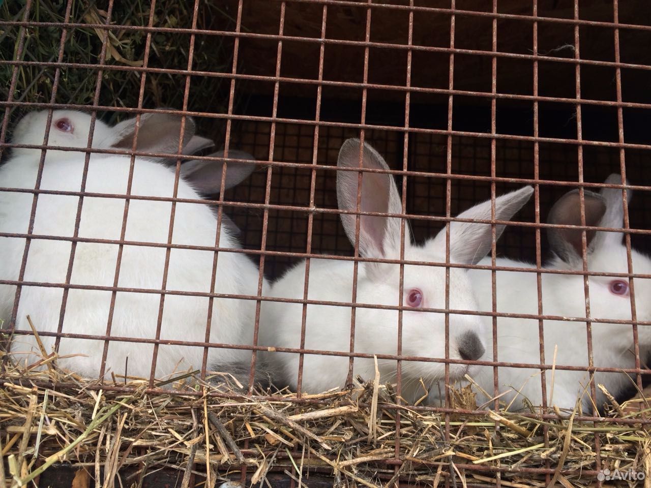 Кролики на мясо и племя